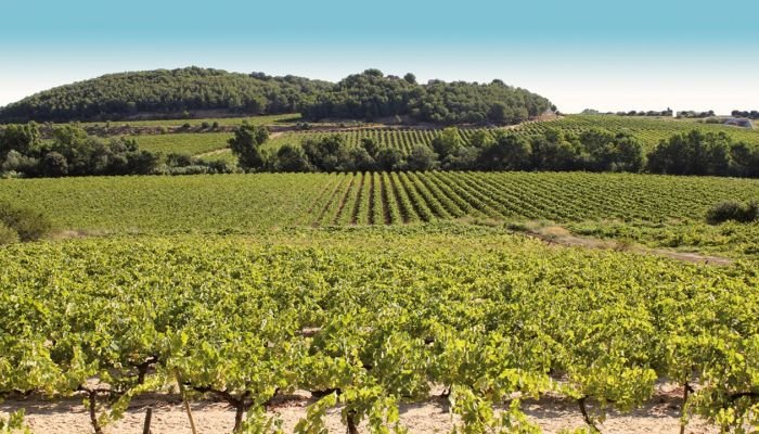 Seleção Grandes Vinícolas: Bodegas Pinord - Blog do Pão