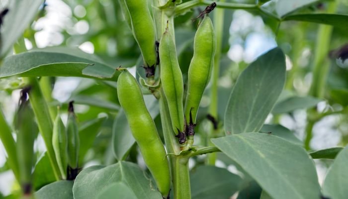 O Que São Leguminosas? Saiba Tudo Sobre Esse Alimento - Blog Do Pão
