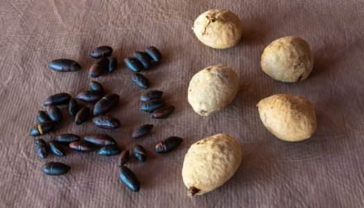 Castanha De Baru: Saiba Tudo Sobre Essa Oleaginosa - Blog Do Pão