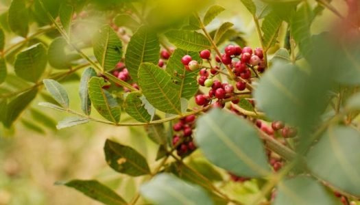 Pimenta-Rosa Verdadeira: Você Conhece Ela? - Blog Do Pão