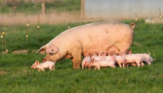 Bem-Estar Animal No Pão: Conheça O Compromisso - Blog Do Pão